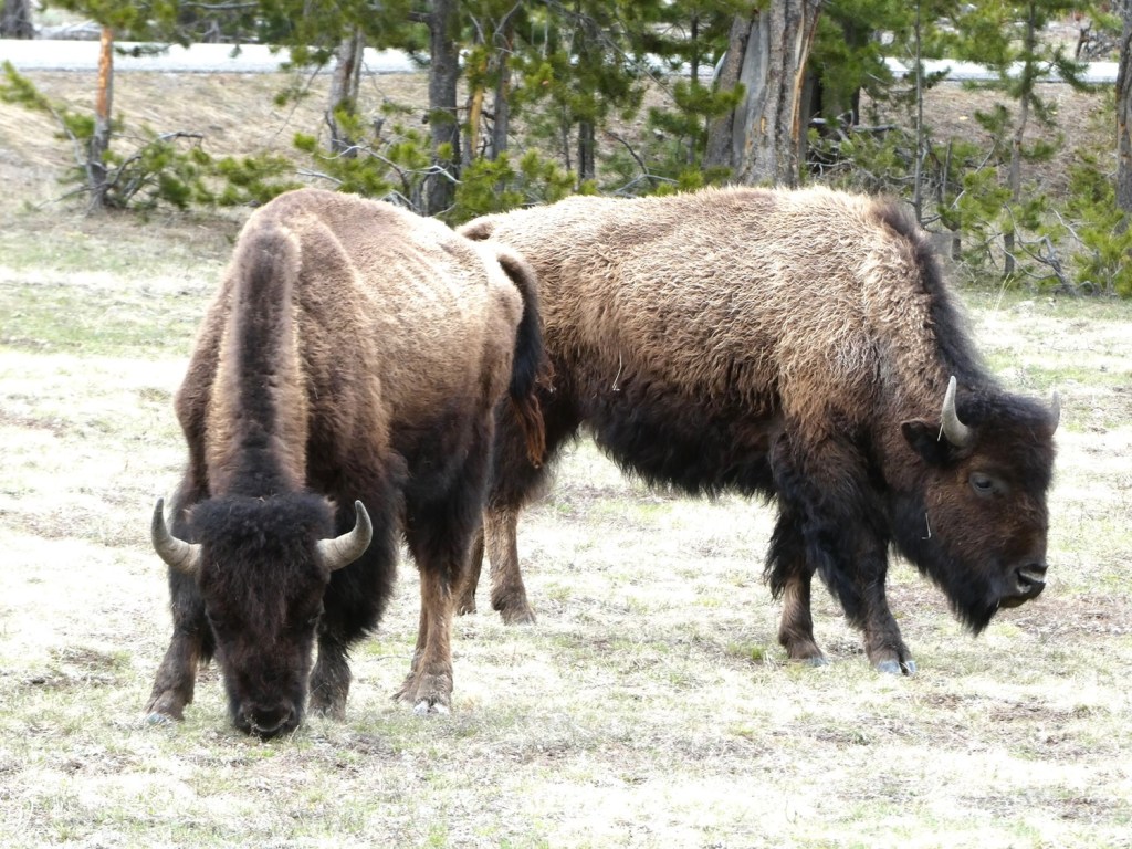 Bison, Bears, and Bighorn Sheep: A Wildlife Safari at Yellowstone ...